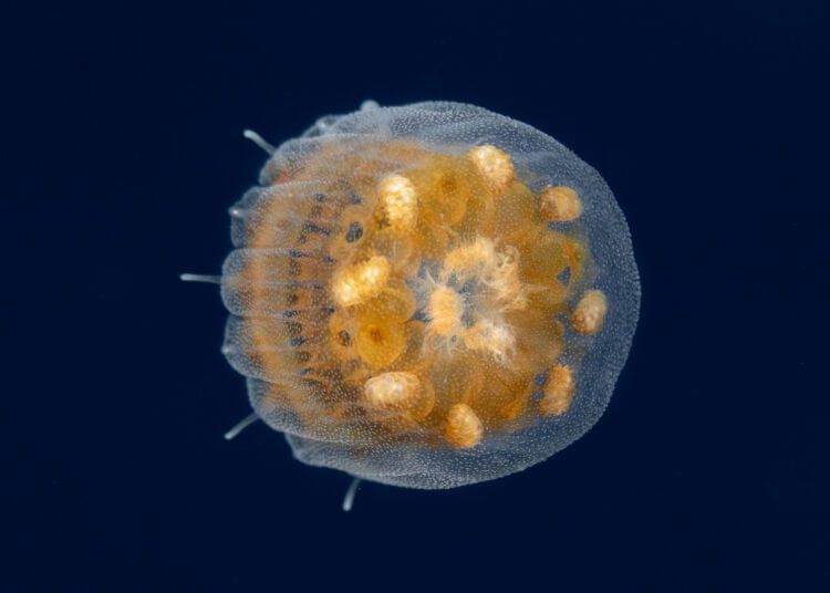 Cozumel Jellyfish: A Guide to Enjoying Your Safe Swim